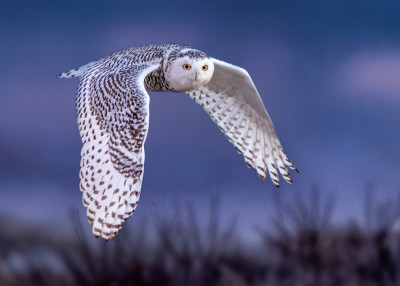 Arctic Raptor in Motion by Zeren Gu