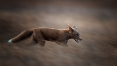 Running in the twilight by Phillip Chang