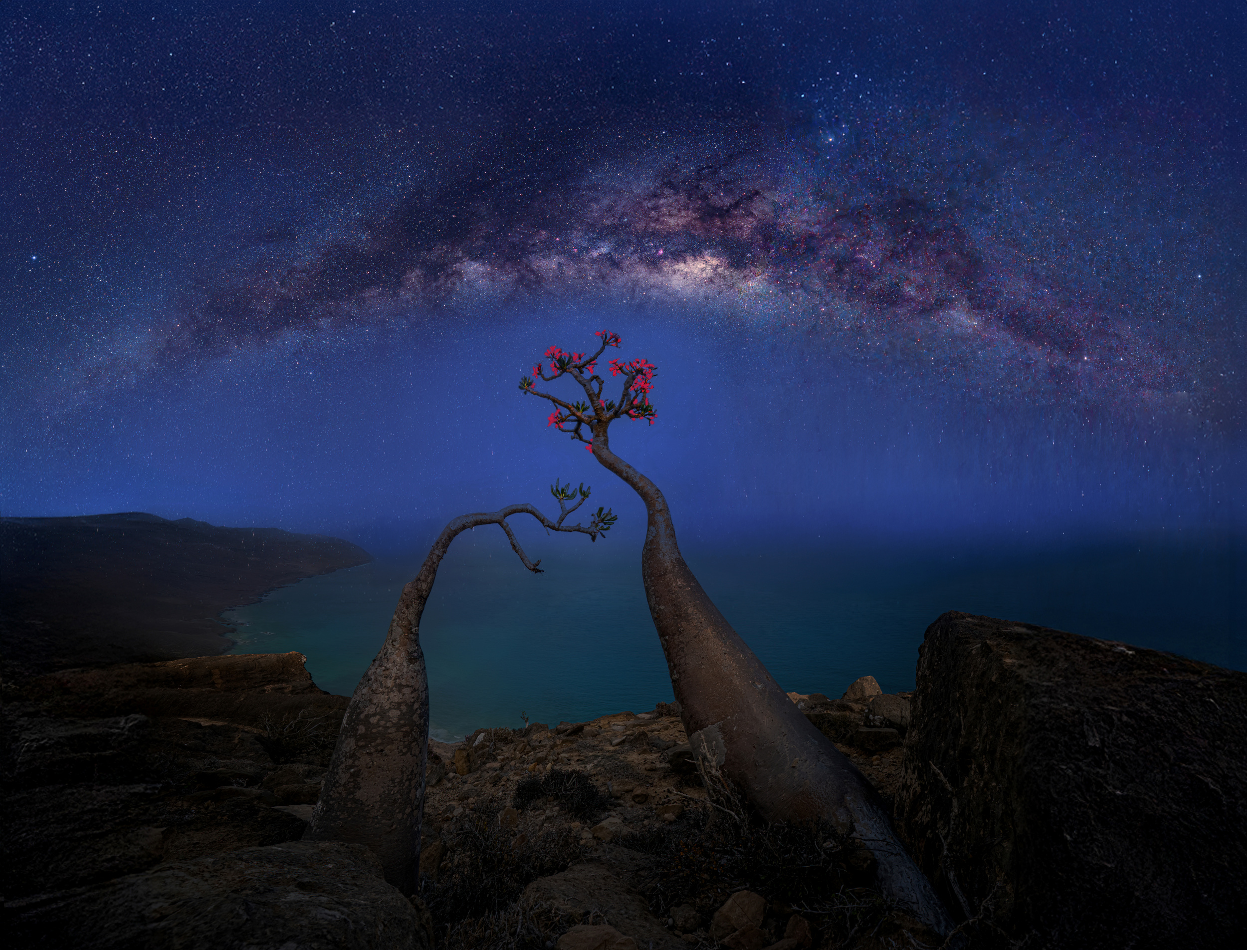 Milkway and flowers by Yuan Su