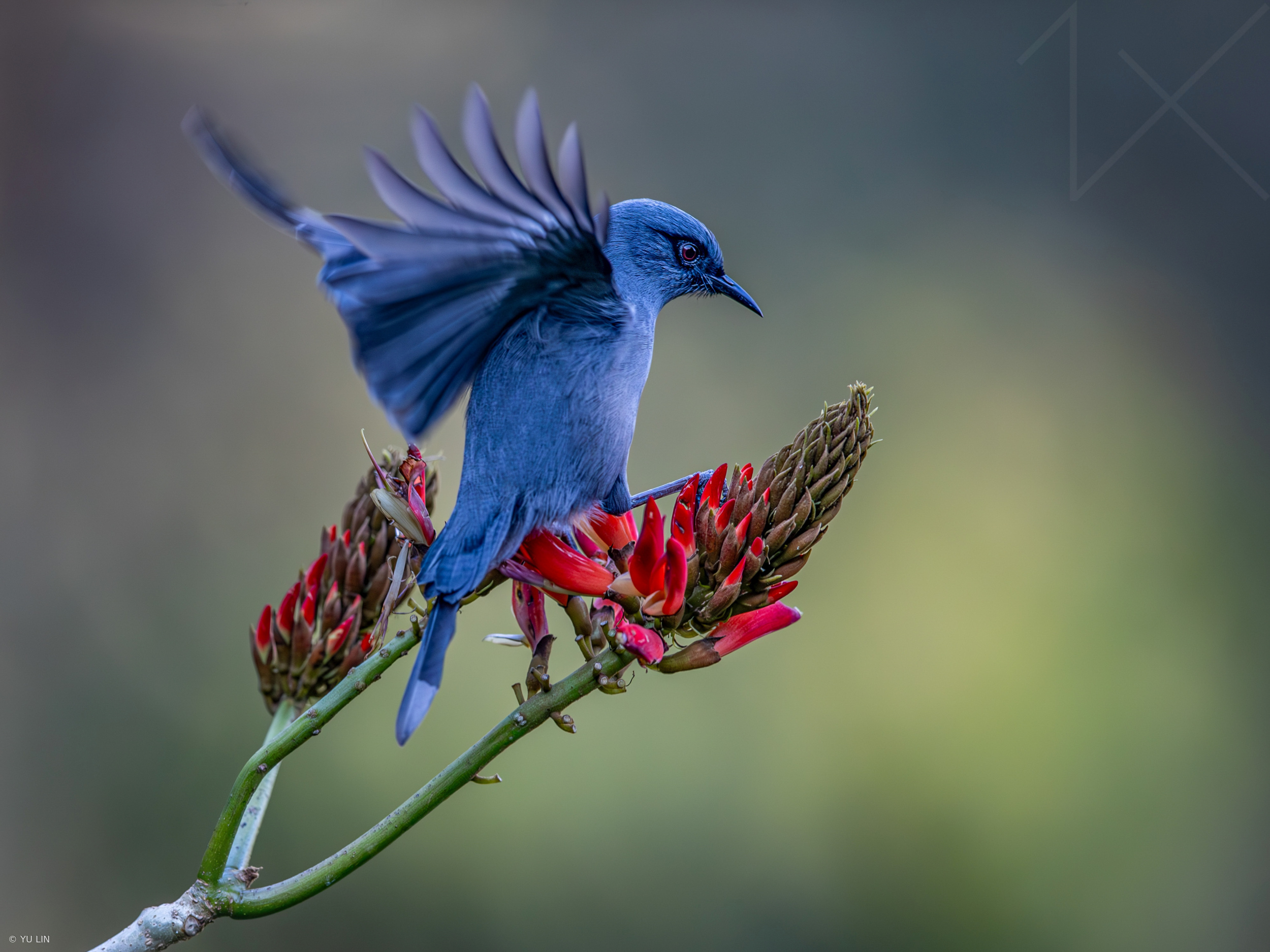 Song of Scarlet Blossoms V by YU LIN