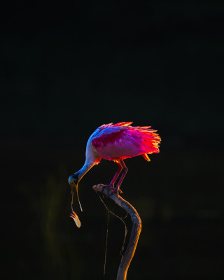 Grooming II by Hanping Xiao