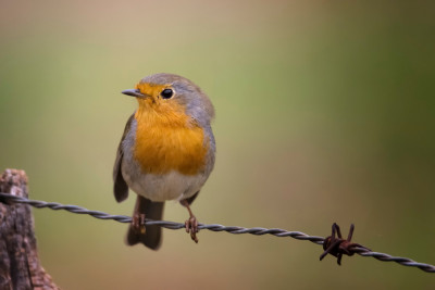 Barbed wire Robin redbreast by alberti Patrick