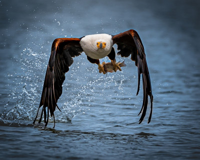 Eagle Focus by Amro