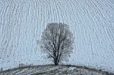 The Tree by paralaxa