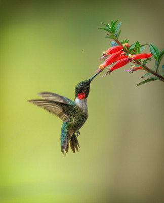 Hummingbird by Hannah & Wei