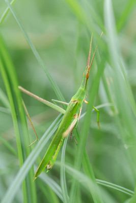Acrida cinerea by Ryuta Suzuki
