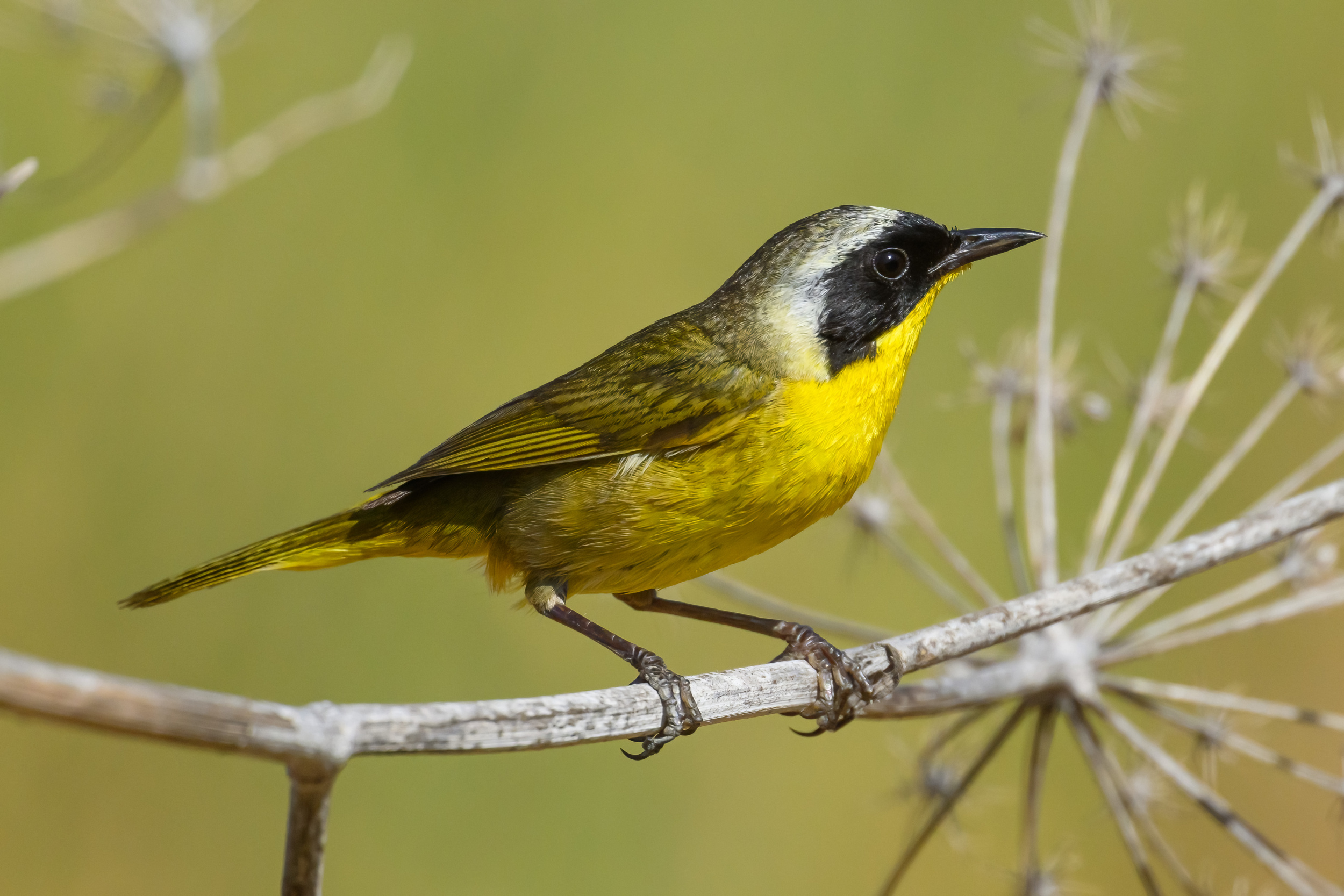 Common yellowthroat by Moses Wang