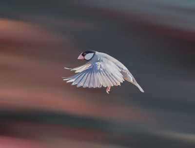 Java flying by Leeli Higgins