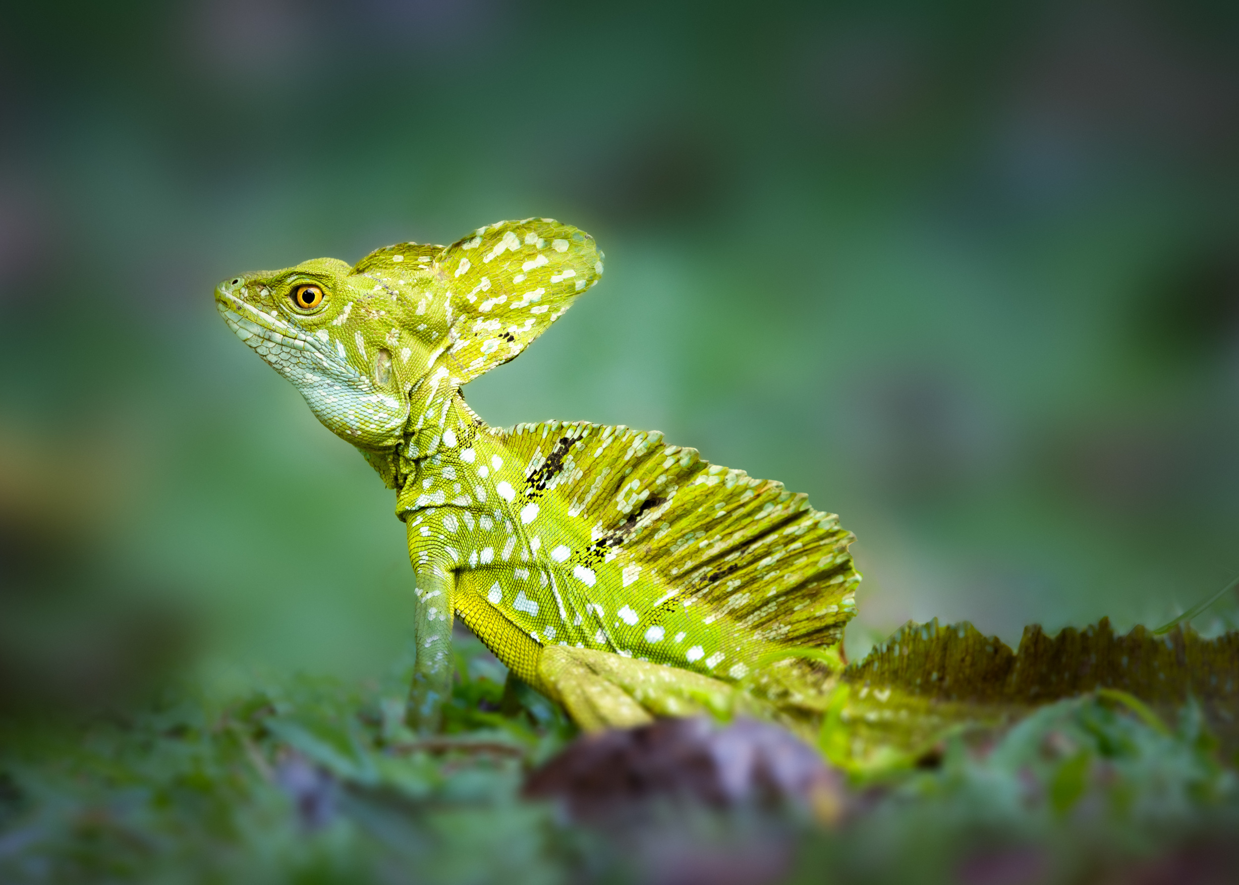 Frilled Lizard by Li Ying