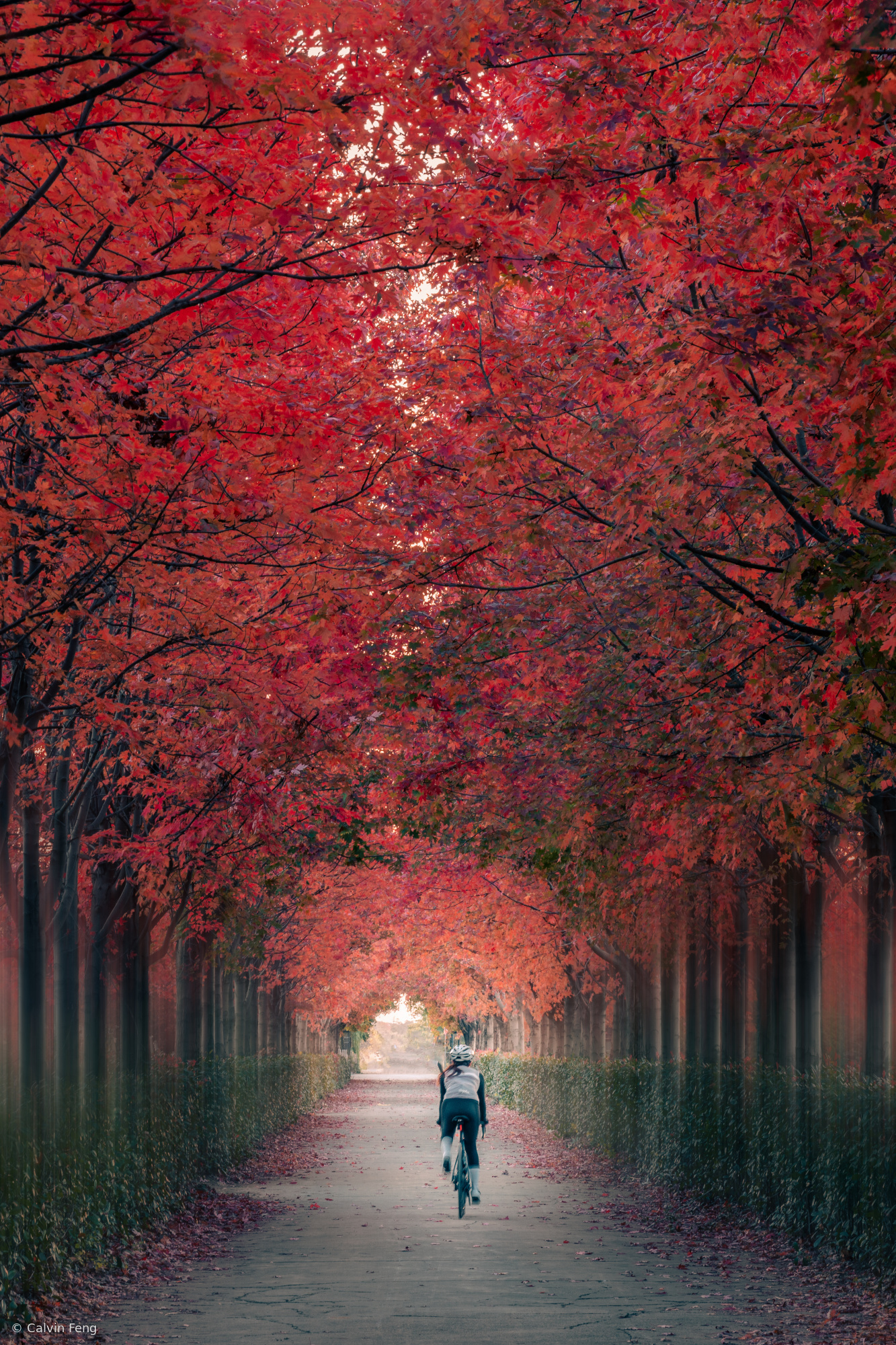 The Fall by Calvin Feng