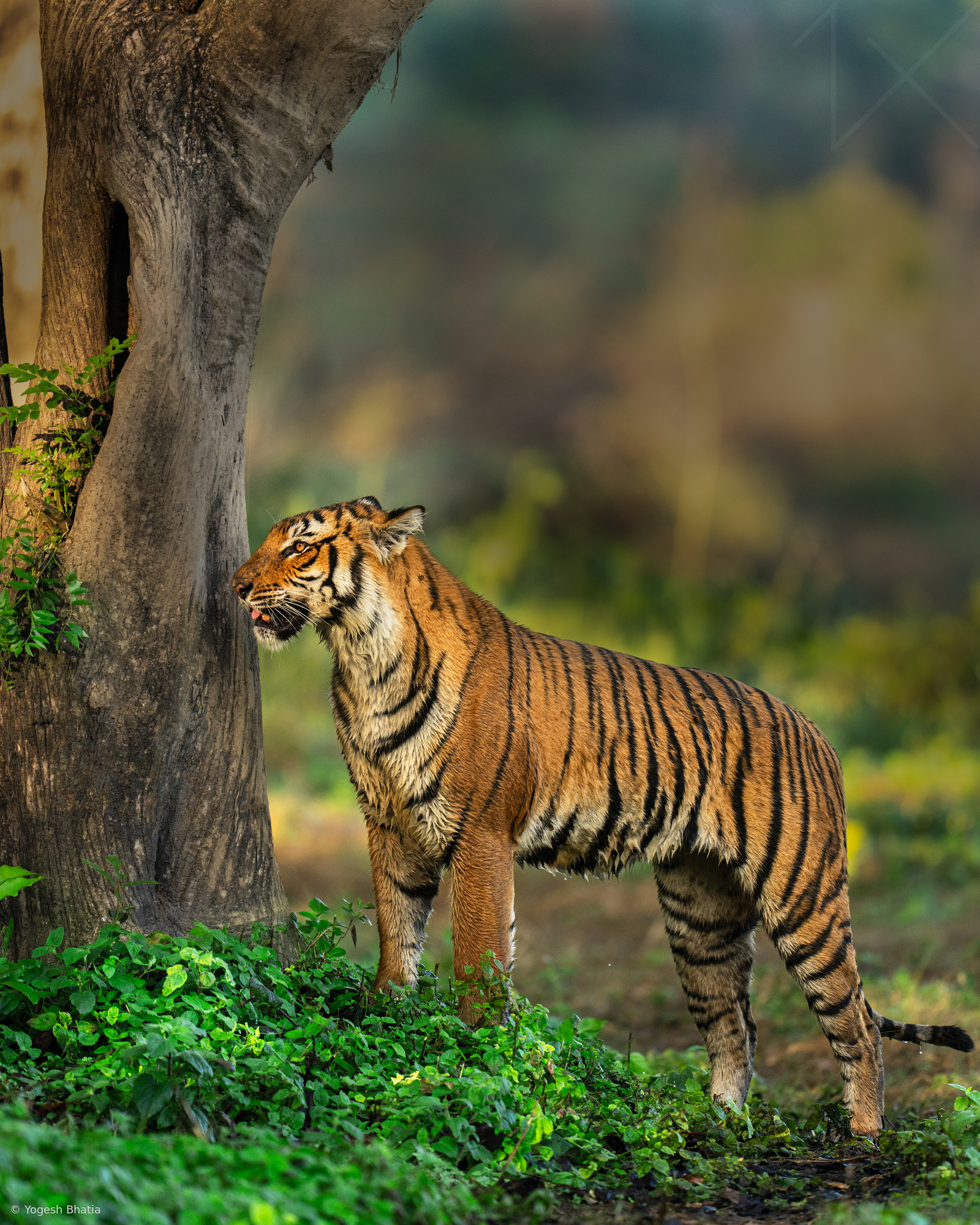 Sniffing by Yogesh Bhatia