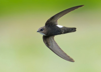 House Swift by kazuyasu kisaichi