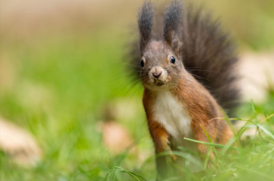 Curious squirrel by David Pirnat