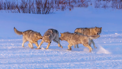 Playing wolves at sunset by Siyu and Wei Photography
