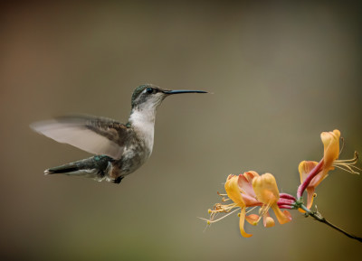 Hummingbird by Hannah & Wei