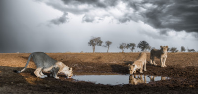 Lions thirst by Clint Ralph