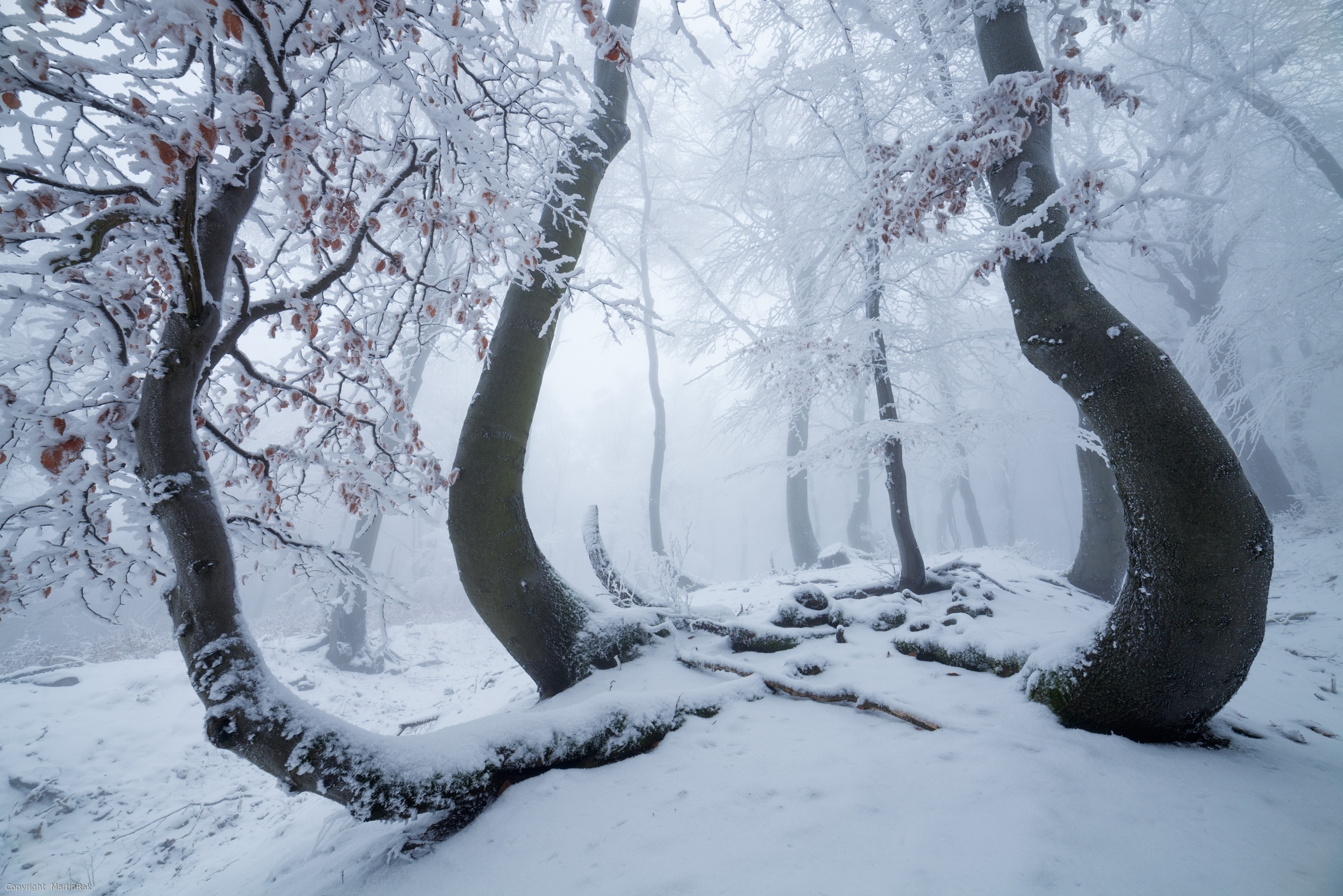 Octopus by Martin Rak