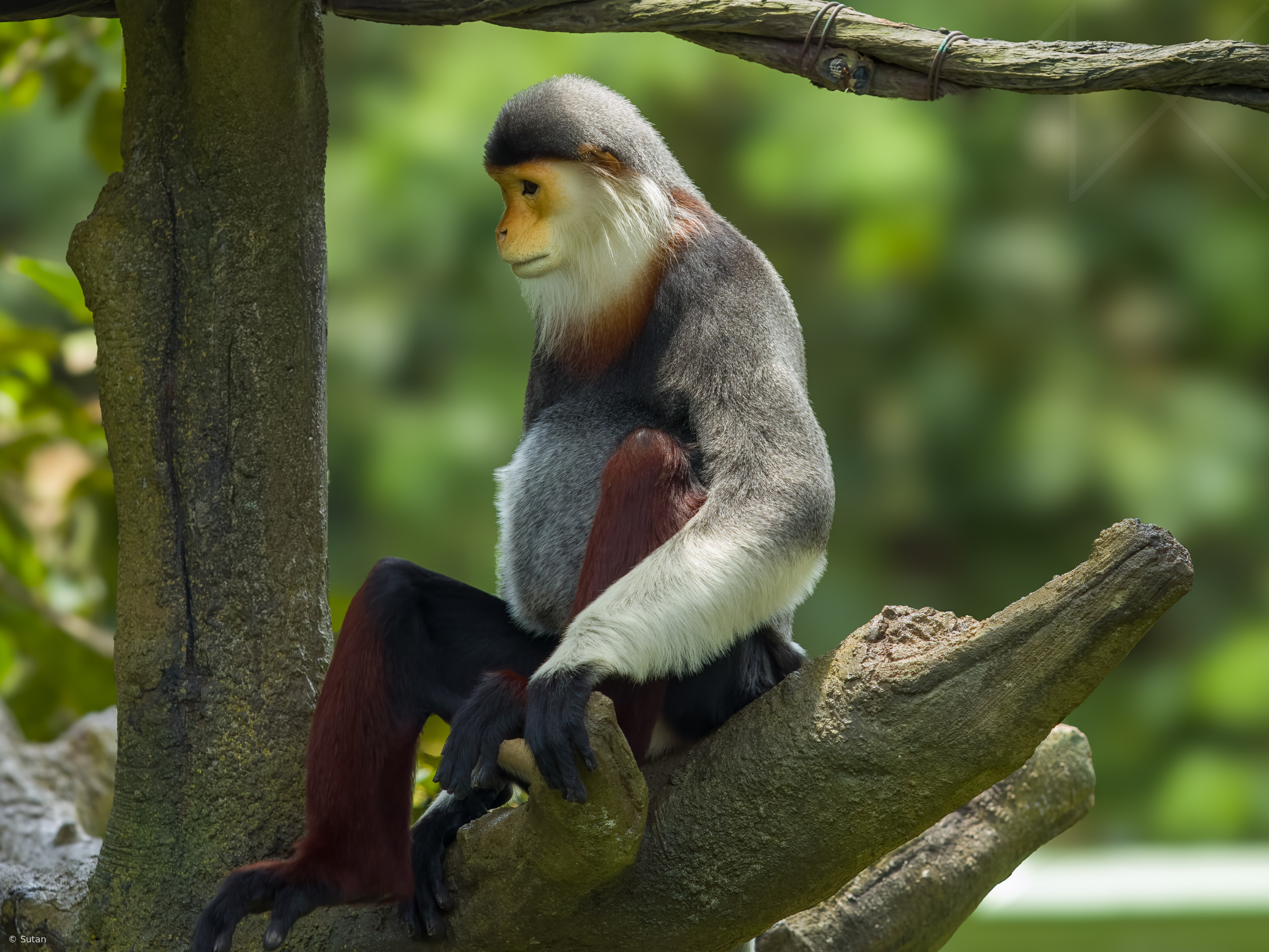 Queen of primates by Sutan