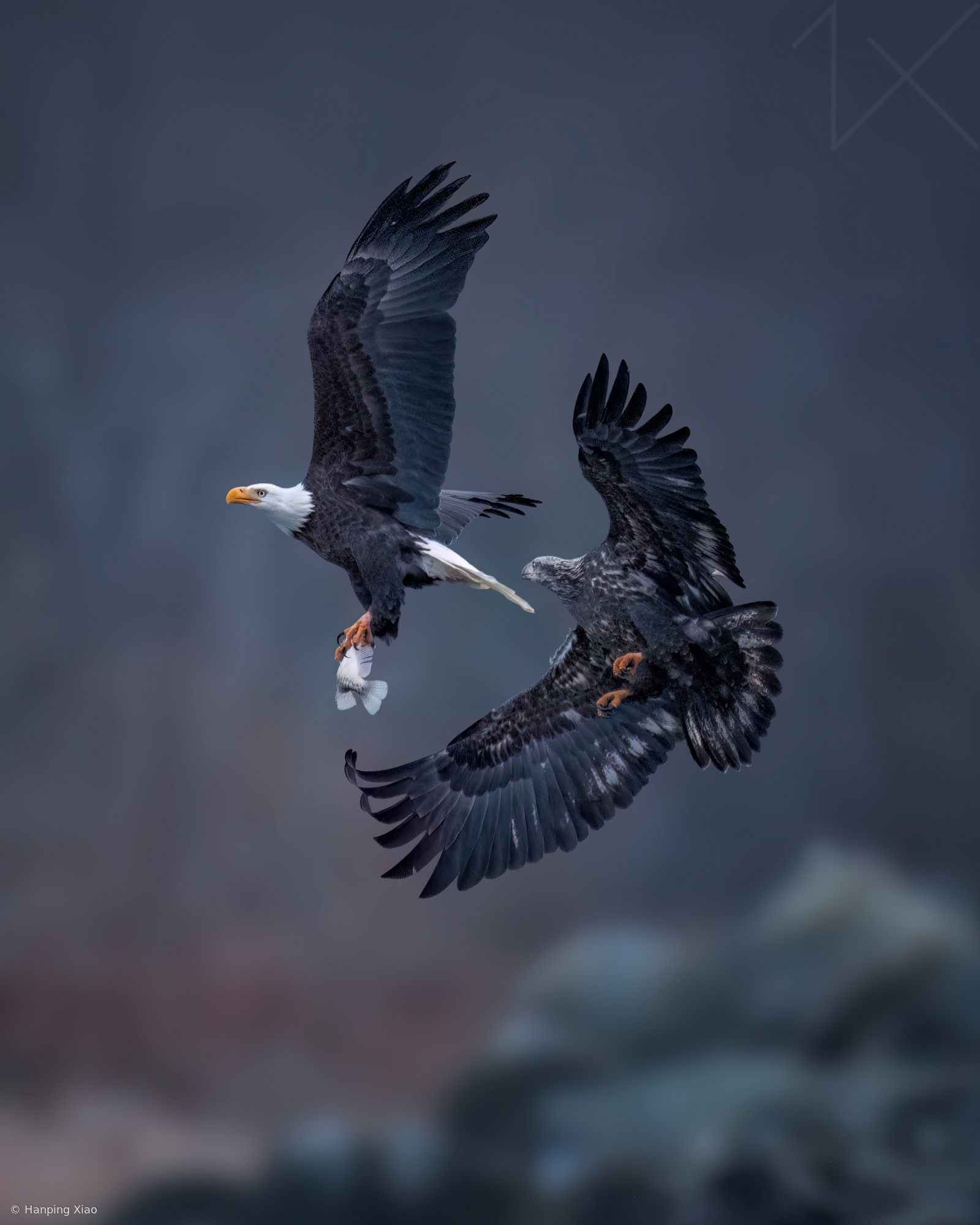 Snatch in Midair IV by Hanping Xiao