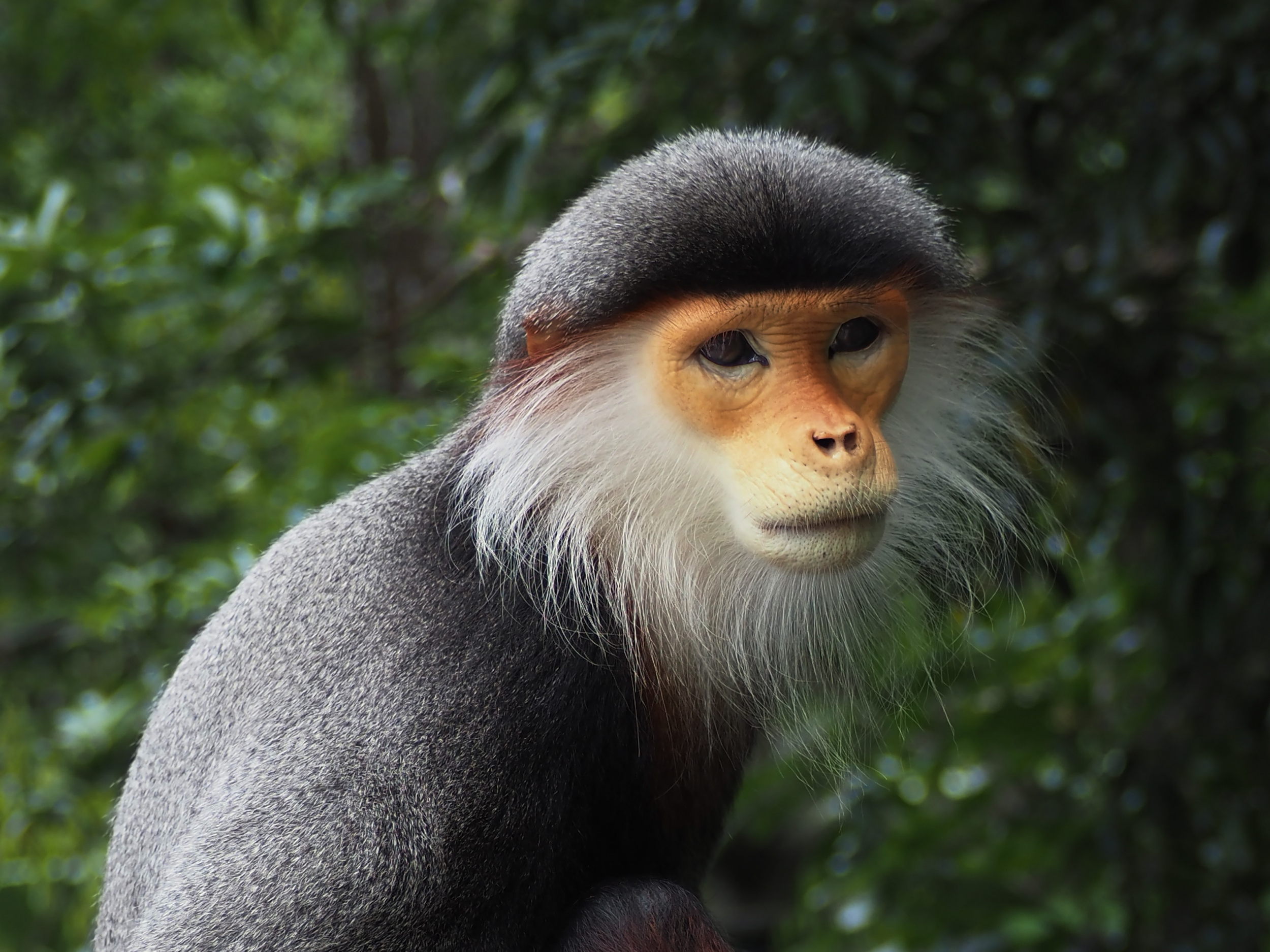 Curious Observer: Monkey in the Wild by David Chia FF