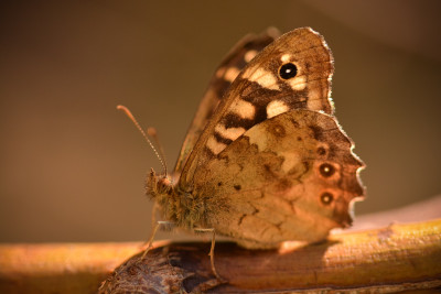 The Speckled Wood... by Patrick Peeters