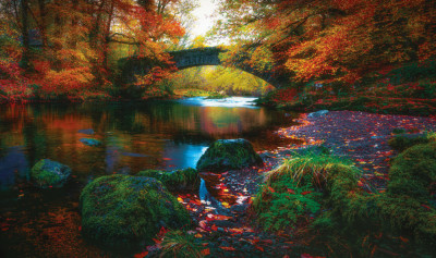 Autumn's Proud Display by garyholman