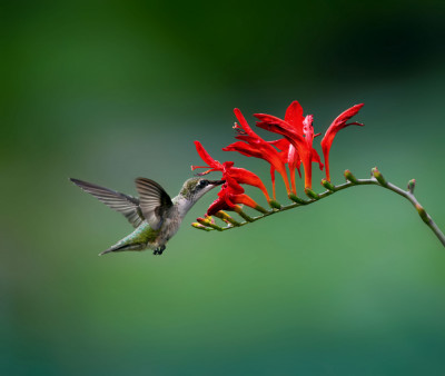 Hummingbird by Hannah & Wei