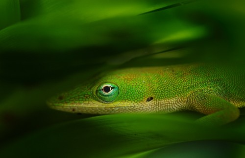 Stealth by Bill Mangold