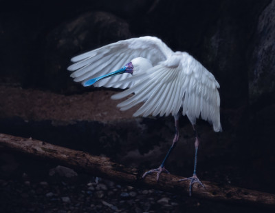 Taking off by Alex Zhao