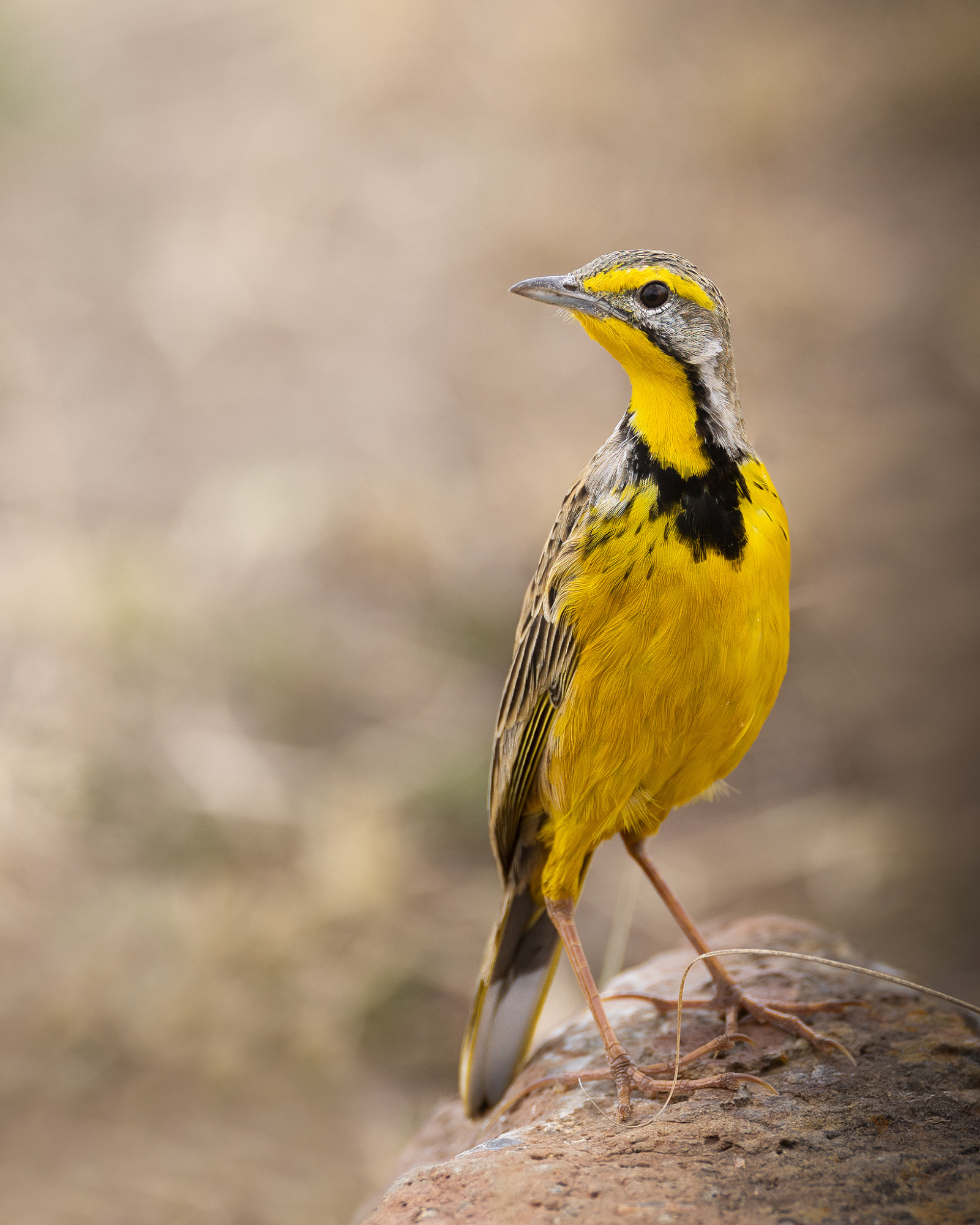 Yellow-Throated Longclaw at Masai Mara! by Vinoth Chandar