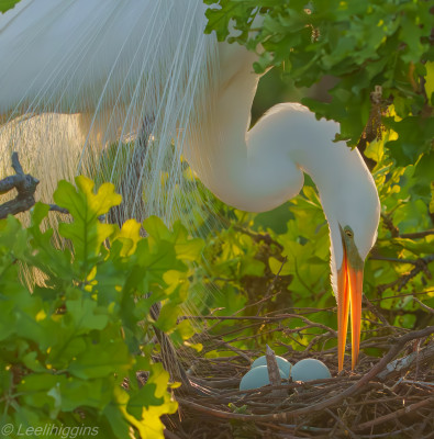 Radiant Nest by Leeli Higgins