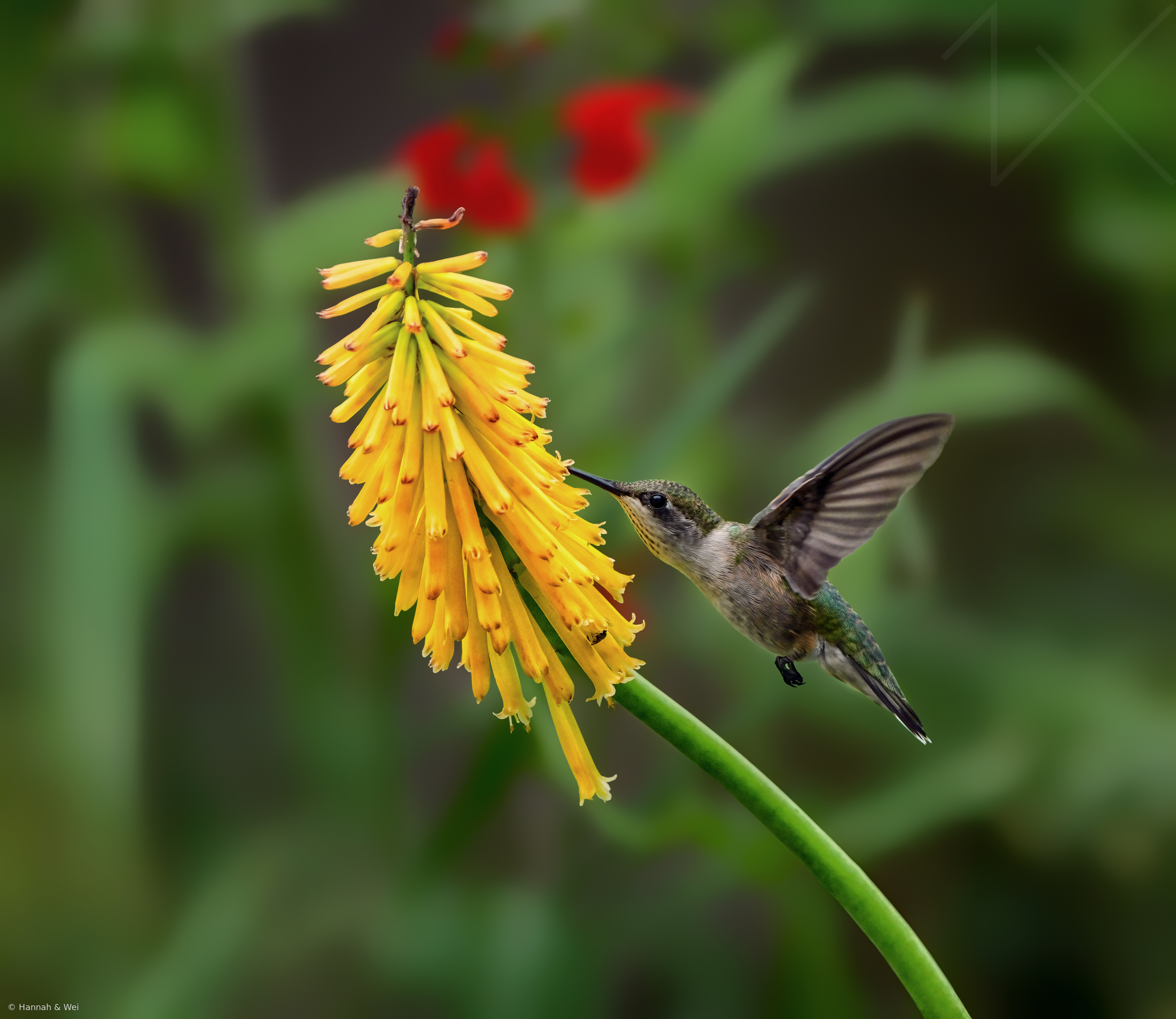 Hummingbird by Hannah & Wei