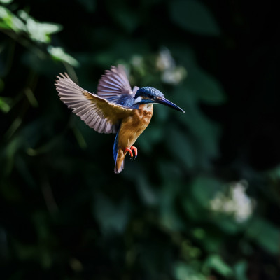 Fly King Fisher by Yuta Yamaya