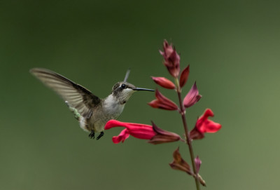 hummingbird by Hannah & Wei