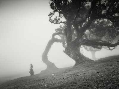 Secret Forest by Willa Wei