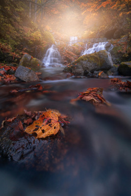 Fallen Leaves and Waterfall by Masaki Sugita