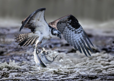 Dual Fish by Zeren Gu