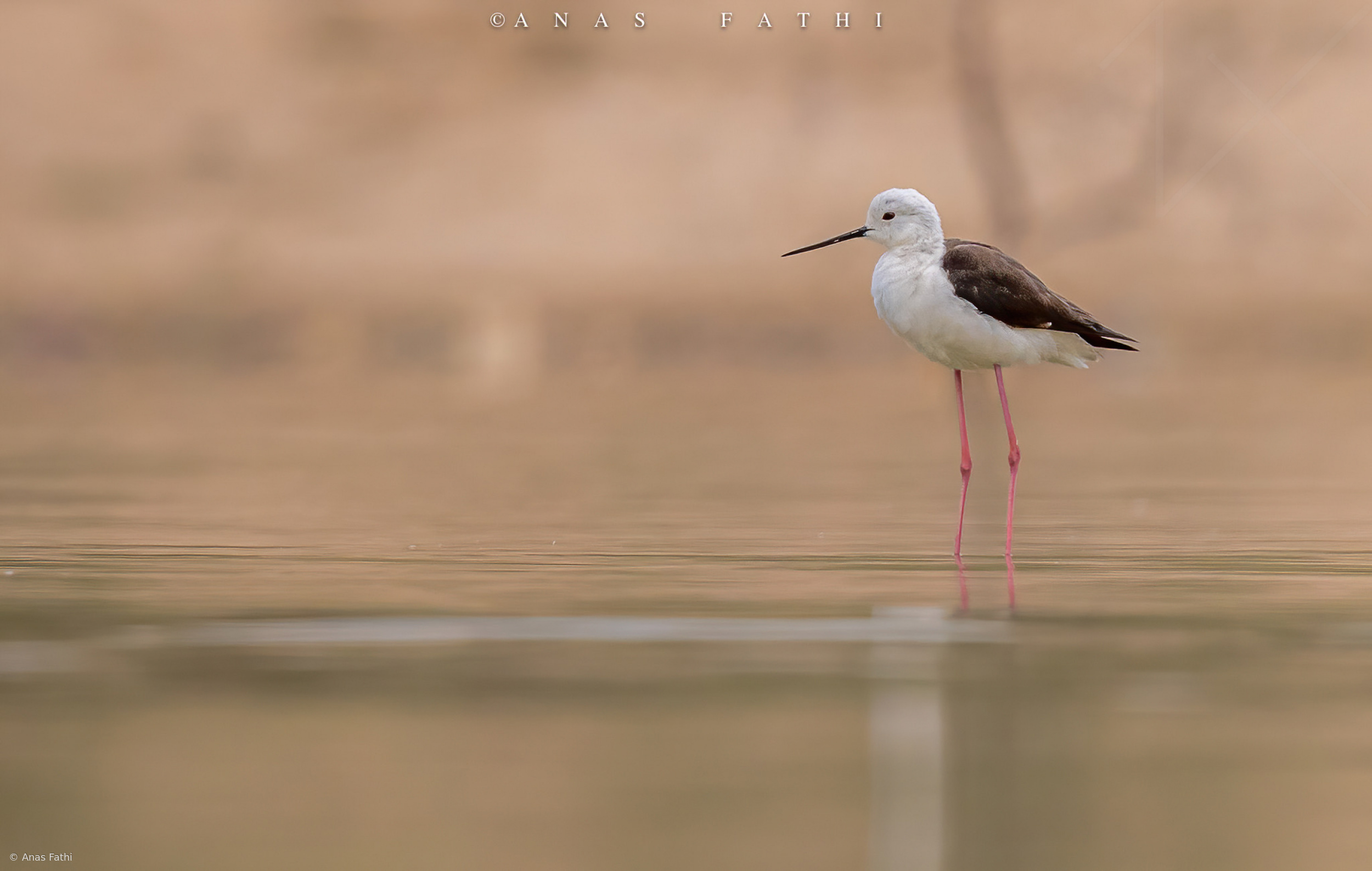 Meditation by Anas Fathi