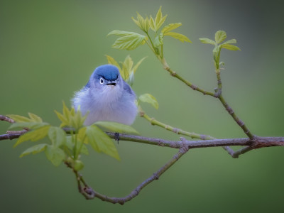 Face of Spring by Jacob (Jian) Xu