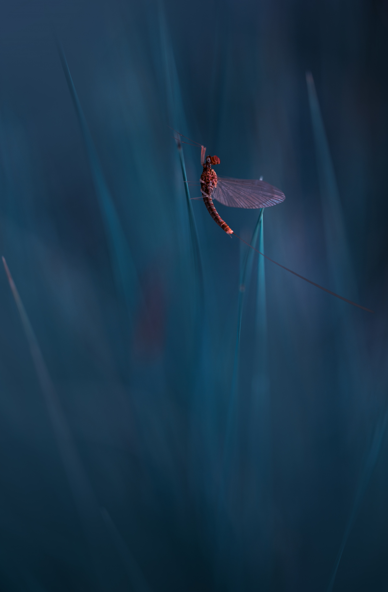 Mayfly by Summer2016
