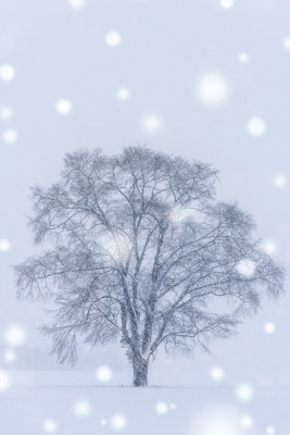 Snow fluttering in a big tree by Yuusei Nagahata