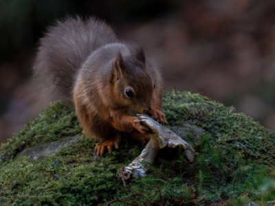 Red Squirrel eating funghi by David Bennion