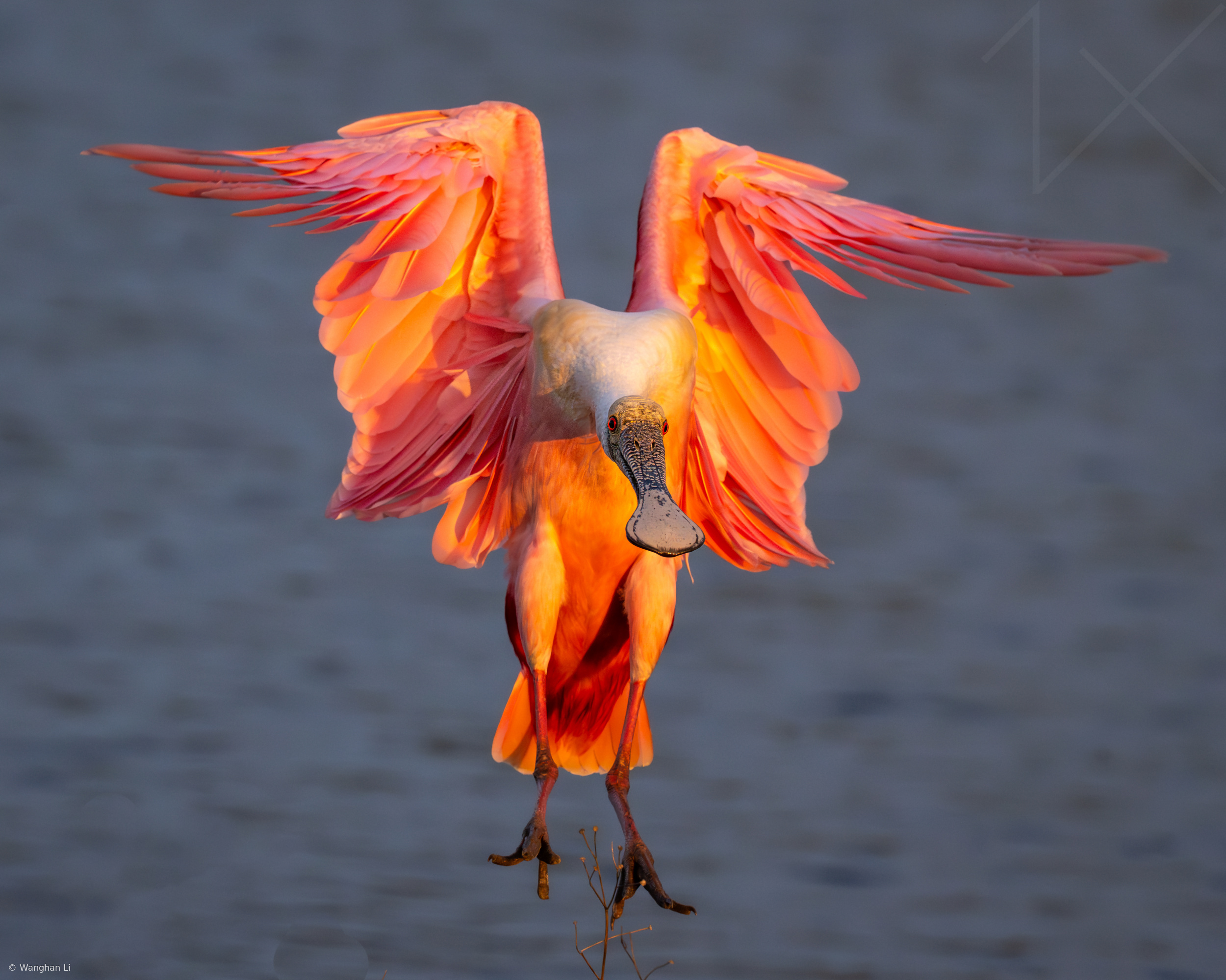 Landing by Wanghan Li