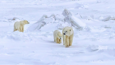 The Polar Bear's Family by Raymond Ren Rong Liu