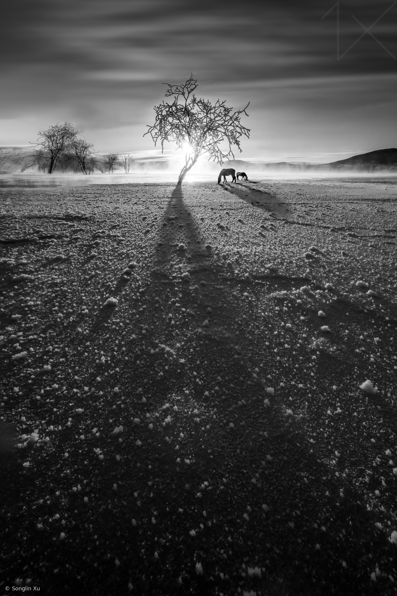 Warm sun rise on icy ranch by Songlin Xu