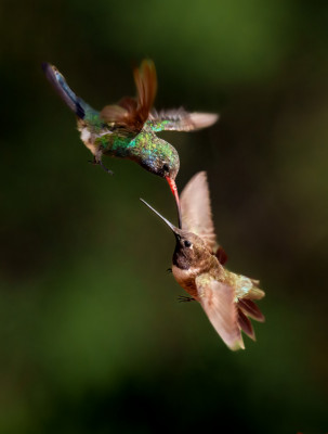 Broad-billed vs. Black-chinned by Serena Duan