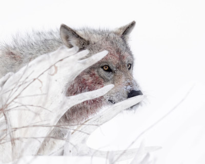 Creeping wolf by Siyu and Wei Photography