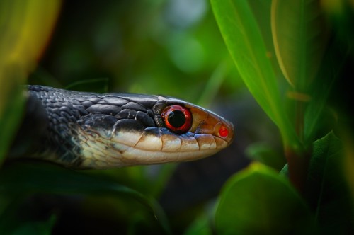 On the Hunt by Bill Mangold