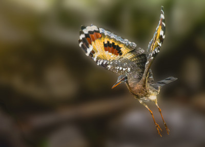 A Sunbittern In Flight by Michael Z. Li