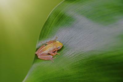 Yellow Frog by Andi Halil